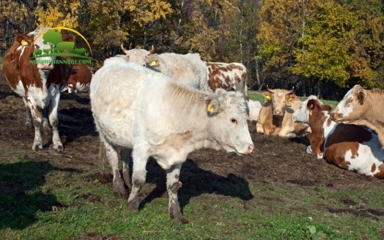 Nguồn gốc bò lai sind và kỹ thuật nuôi bò lai sind sinh sản