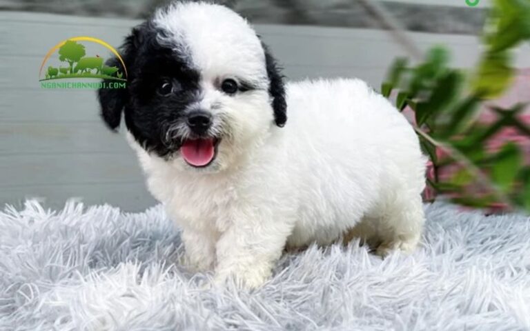 Chó bò sữa là gì? Các giống chó bò sữa phổ biến hiện nay
