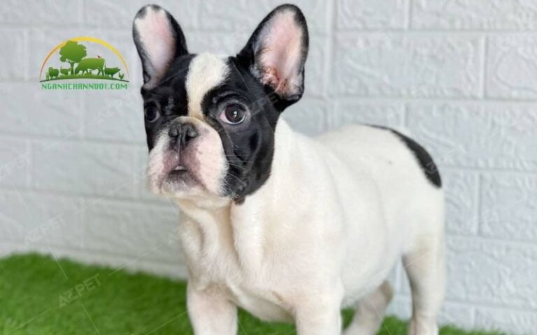 Chó bò sữa là gì? Các giống chó bò sữa phổ biến hiện nay