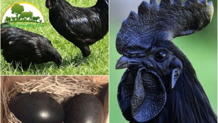 Gà H mông có mấy loại? Đánh Giá Chất Lượng Gà H'Mông Lai