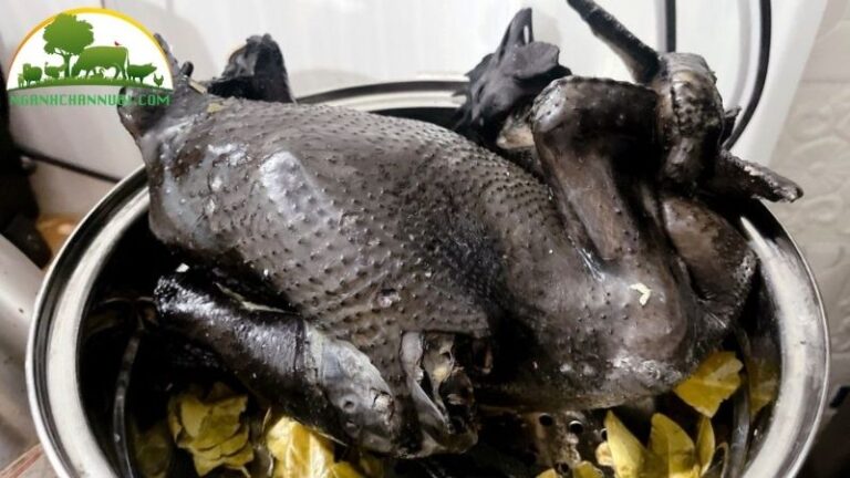 Thịt gà H mông Có Ngon Không? Cập Nhật Giá Gà H'Mông Thịt Hôm Nay