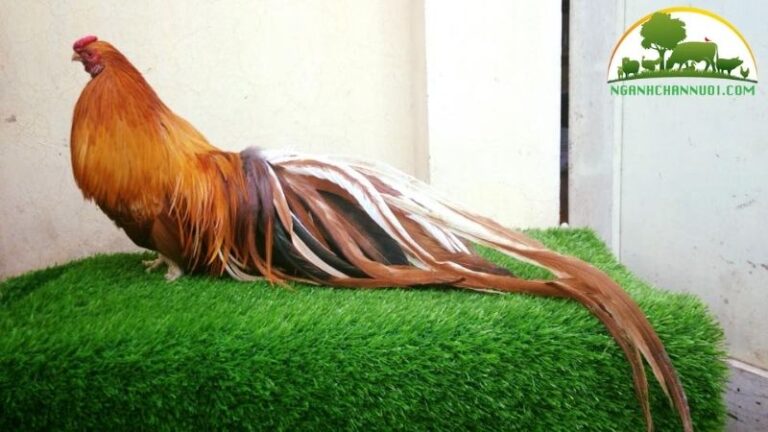 TOP 3 trại gà tre tân châu Hà Nội uy tín, chất lượng năm 2025