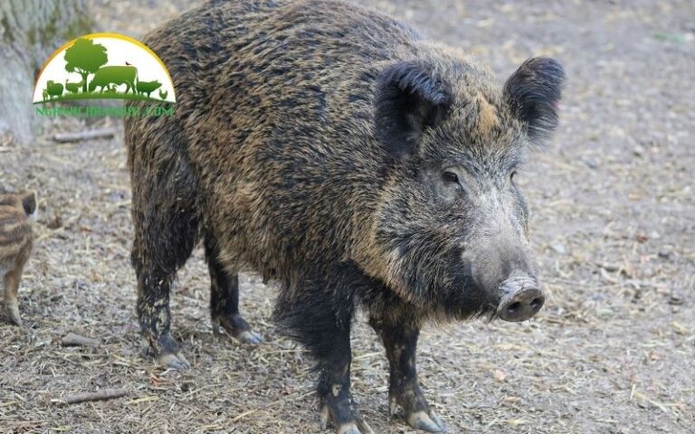 Heo rừng mấy tháng thì phối giống được? Cách phối giống heo rừng