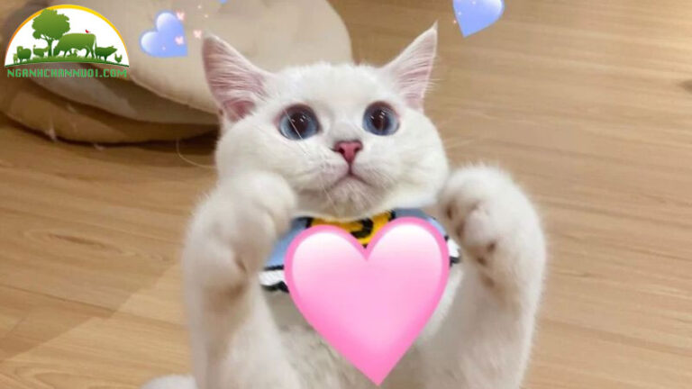 Bộ sưu tập 50+ hình meme mèo cute, hài hước cực ngầu